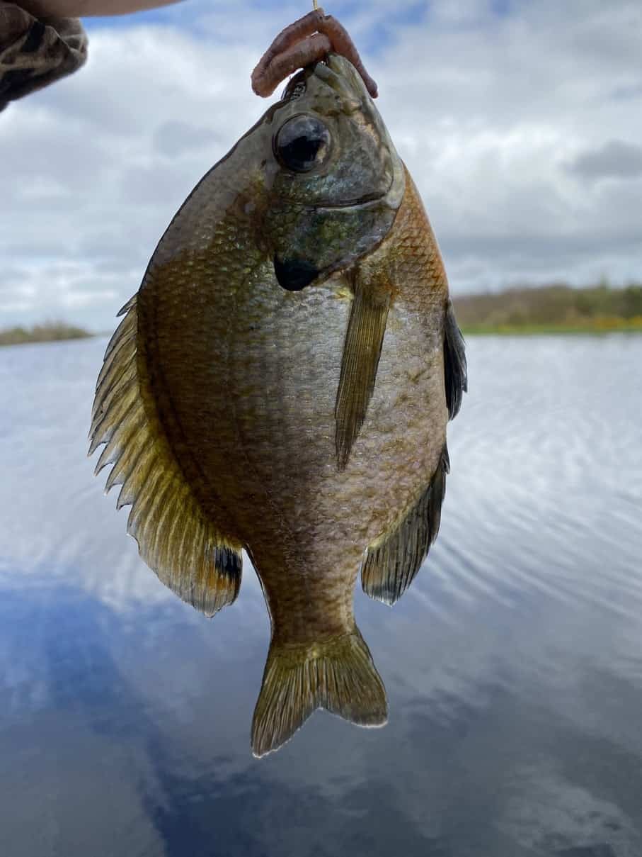 Bluegill vs Sunfish- Are they the same? • Panfish Nation