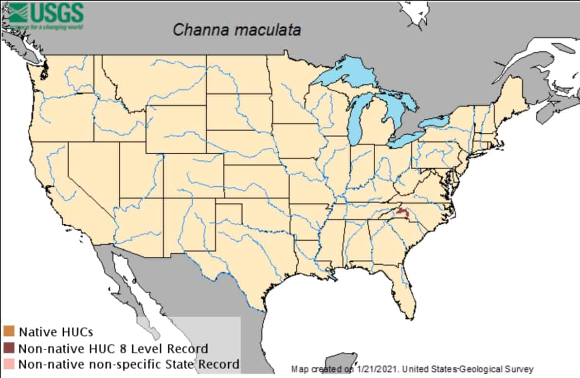 Bowfin vs Snakehead: Main Differences, Explained • Panfish Nation
