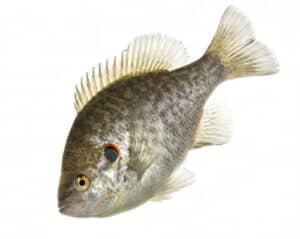 Shell Cracker Fish | Everything You Need To Know • Panfish Nation