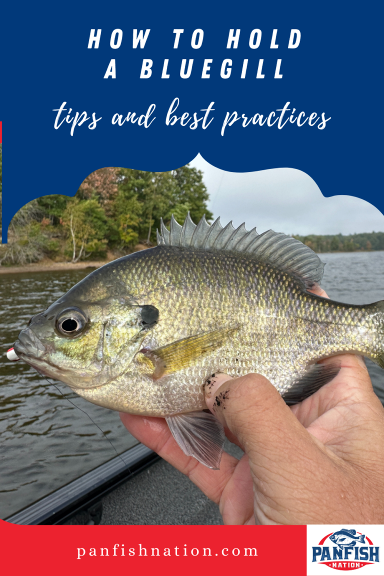 How To Hold A Bluegill: Tips and Best Practices • Panfish Nation
