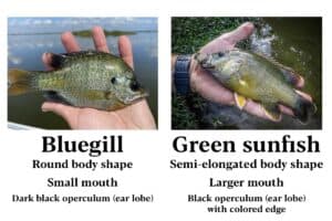Green Sunfish - The Complete Fishing and Species Guide • Panfish Nation