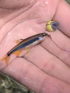 Micro Fishing - A Comprehensive Guide To Get Started • Panfish Nation