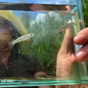 Micro Fishing - A Comprehensive Guide To Get Started • Panfish Nation