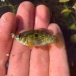 Micro Fishing - A Comprehensive Guide To Get Started • Panfish Nation