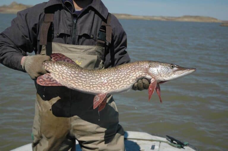 Muskie vs Pike: 3 Easy Ways To Tell The Difference • Panfish Nation