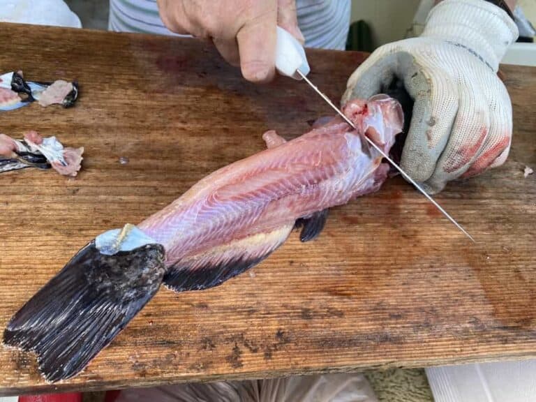 How To Skin A Catfish - Step by Step With Real Photos • Panfish Nation