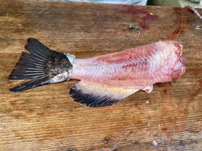 How To Skin A Catfish - Step by Step With Real Photos • Panfish Nation