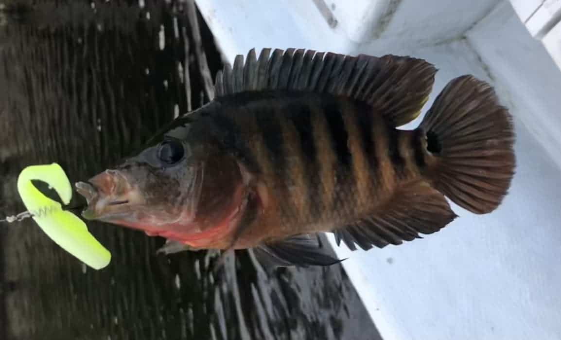 How To Catch Mayan Cichlids - Full Species Guide & Tips • Panfish Nation