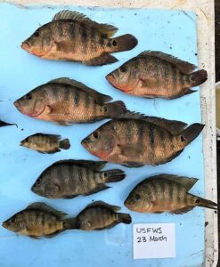 How To Catch Mayan Cichlids - Full Species Guide & Tips • Panfish Nation