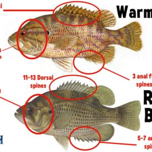 Freshwater Fish Identification Quiz • Panfish Nation