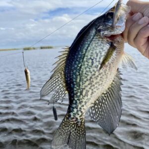 How To Catch Wild Shiners For Bait (Step By Step W/Pics) • Panfish Nation