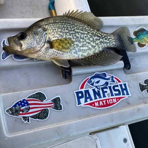 High Vis vs Low Vis Fishing Line: Pros & Cons • Panfish Nation