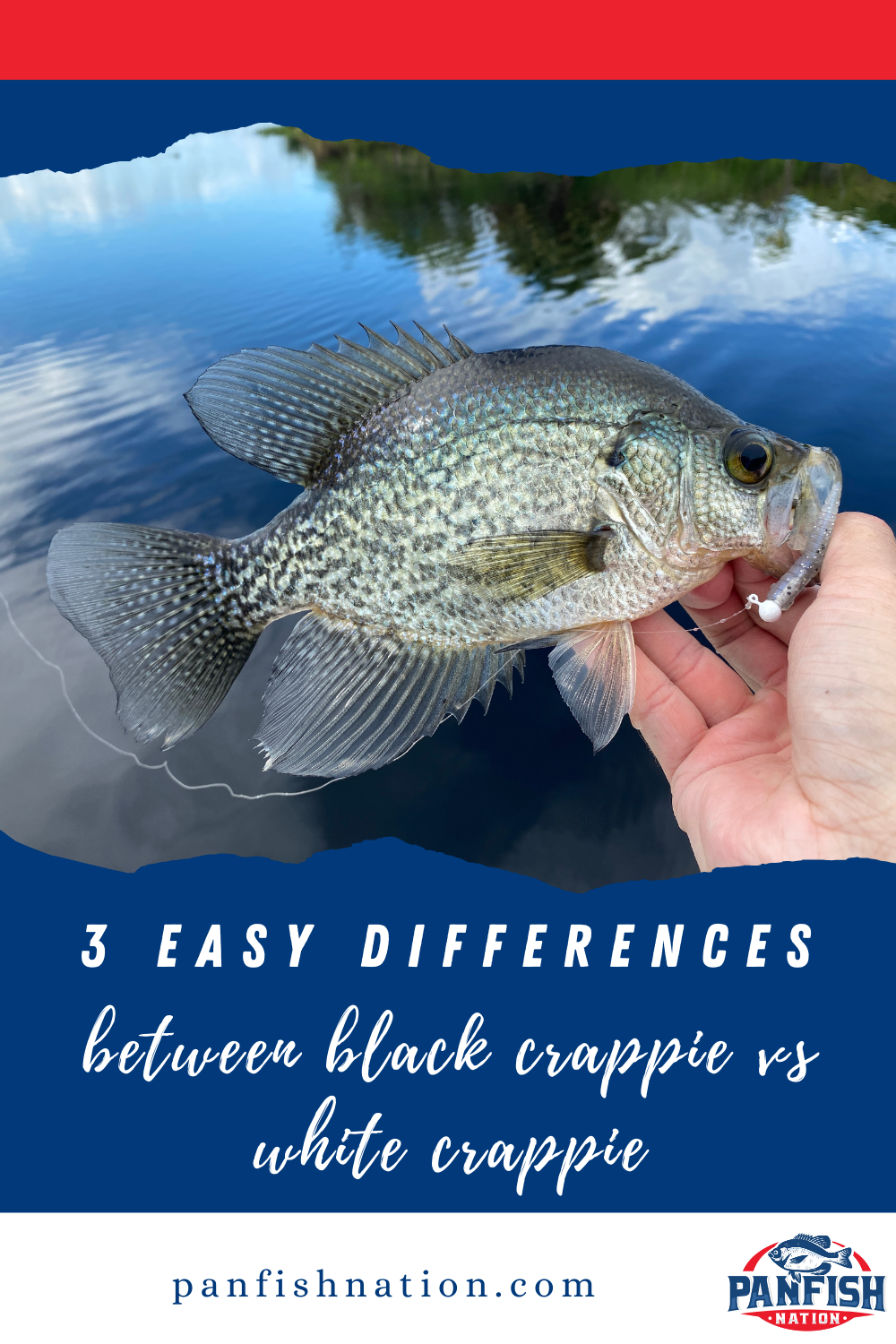 3 Easy Differences Between Black Crappie vs White Crappie • Panfish Nation