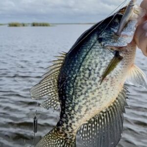 Hybrid Bluegill vs Bluegill - Revealing Differences • Panfish Nation