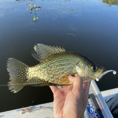 Lake Havasu Sunfish- Home Of Giant Shellcracker! • Panfish Nation