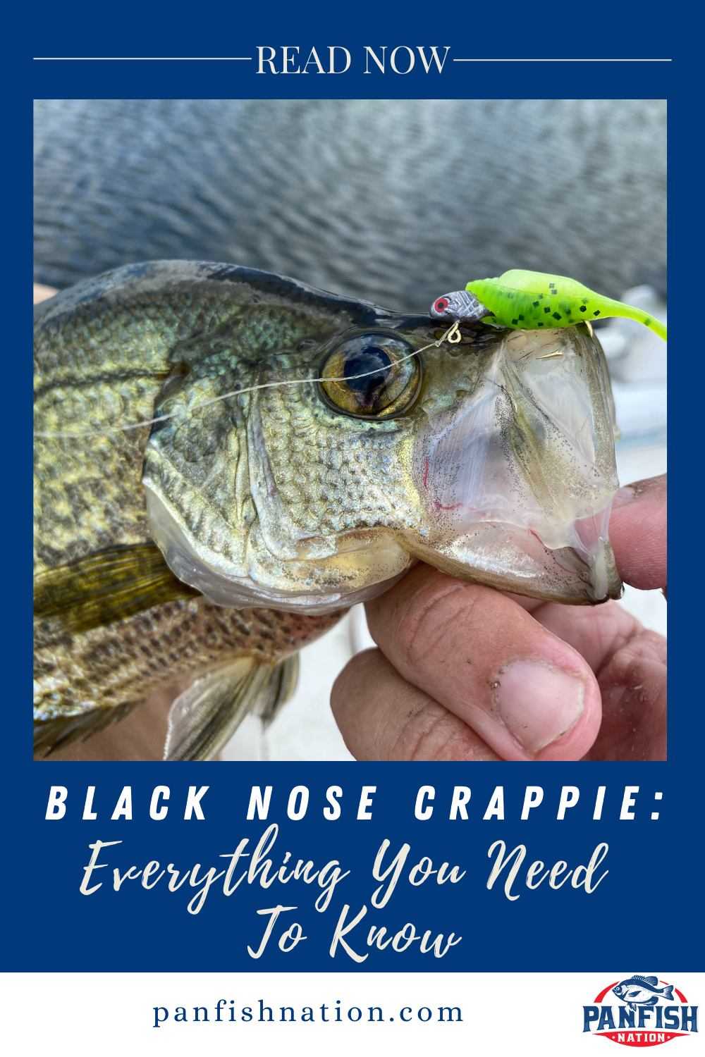 Black Nose Crappie: Everything You Need To Know • Panfish Nation