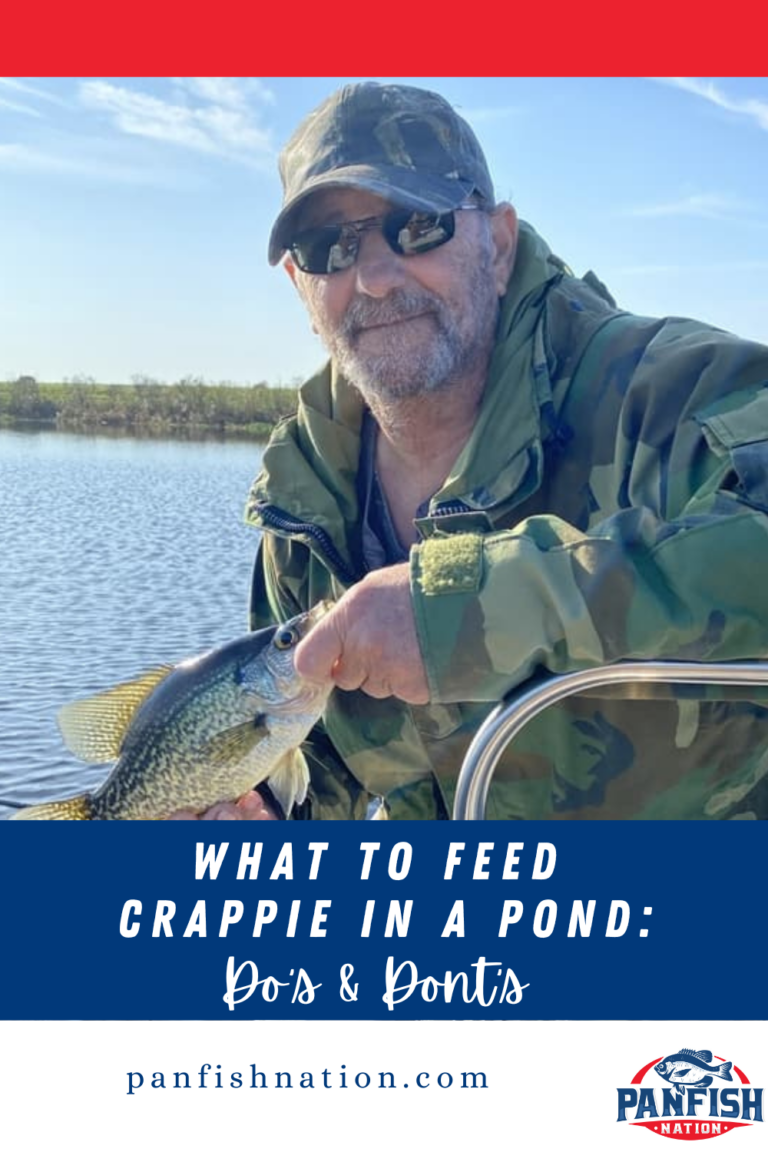 What To Feed Crappie In A Pond: Do's & Don'ts! • Panfish Nation