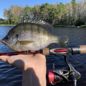 6 Of The Best Crappie Flies To Entice Hungry Slabs! • Panfish Nation