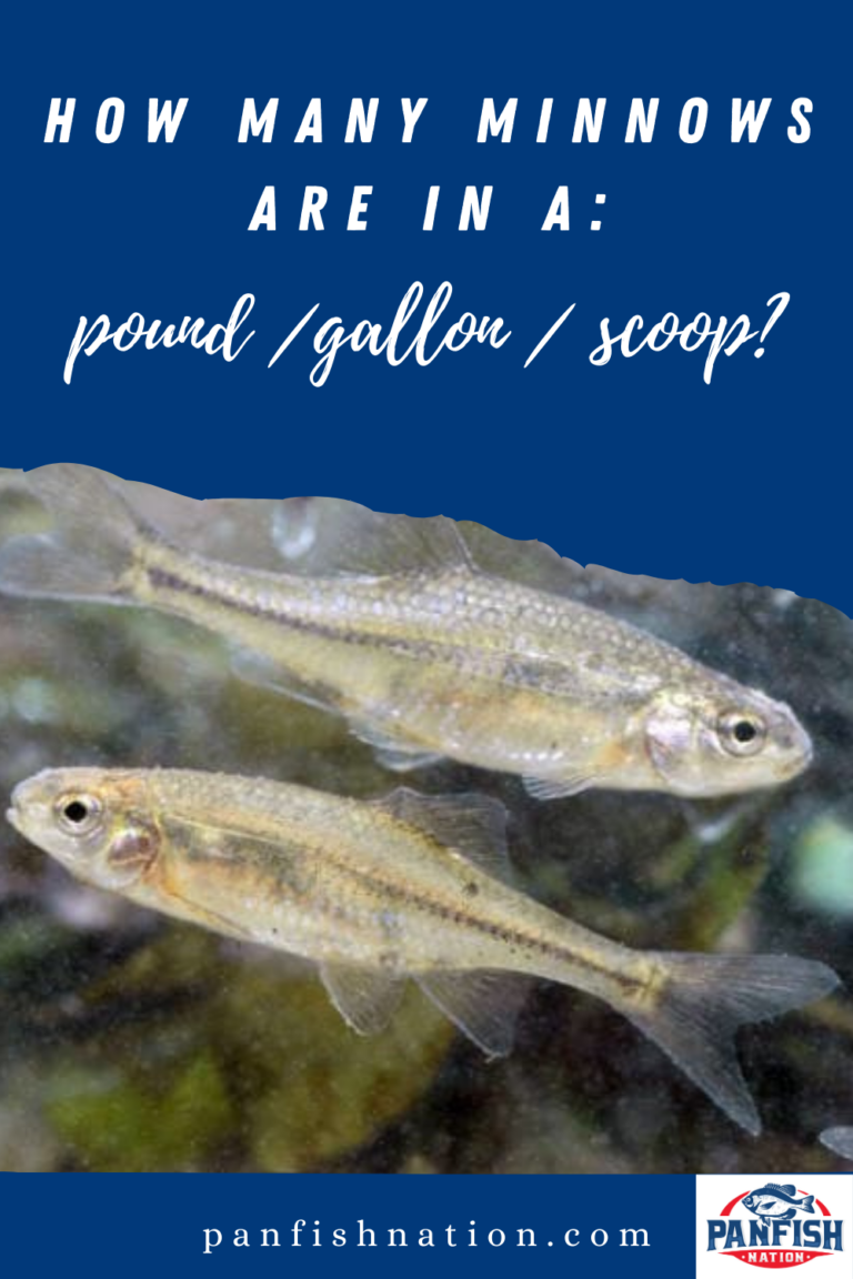 How Many Minnows are in a Pound/Gallon/Scoop? • Panfish Nation