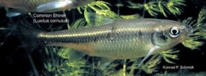 Minnows vs Shiners: Understanding The Difference • Panfish Nation