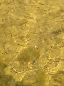 How Many Minnows are in a Pound/Gallon/Scoop? • Panfish Nation