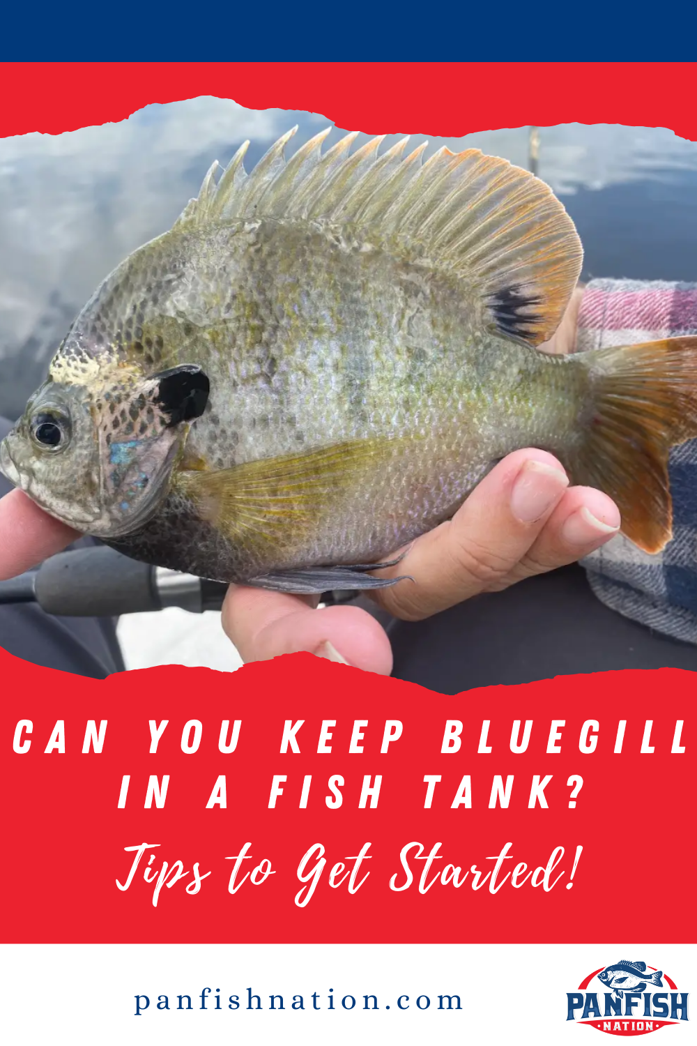 Can You Keep Bluegill In A Fish Tank? Tips To Get Started! • Panfish Nation