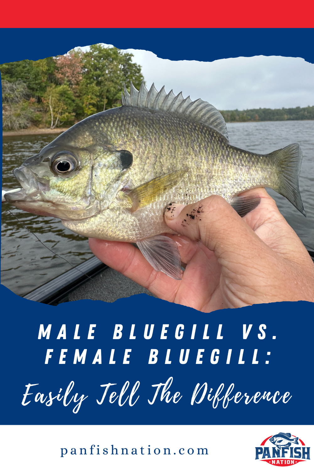 Male Bluegill vs Female Bluegill: Easily Tell The Difference • Panfish ...
