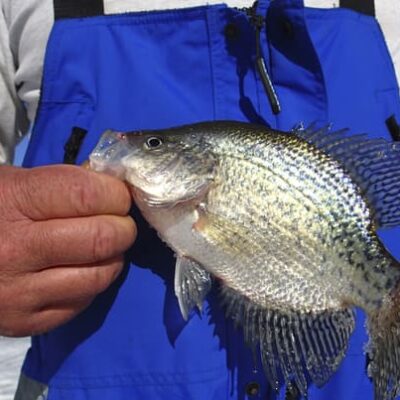 Michigan Crappie Fishing: 6 Lakes You've Got To Try • Panfish Nation