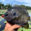 The 5 Best Bluegill Rigs To Catch Fish In Every Season • Panfish Nation