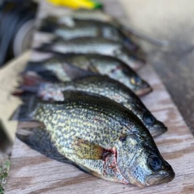 The 7 Best Crappie Lakes In Minnesota (With Tips!) • Panfish Nation