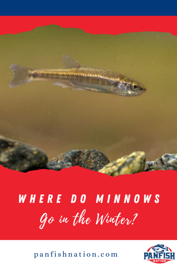 Where Do Minnows Go In The Winter? • Panfish Nation