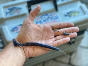 Senko Worm Fishing: The Definitive Guide To Senko Fishing! • Panfish Nation