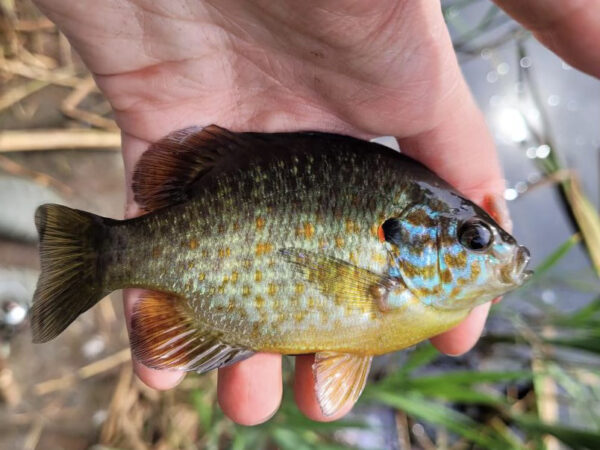 Pumpkinseed Fish FAQ - Everything You Need To Know • Panfish Nation