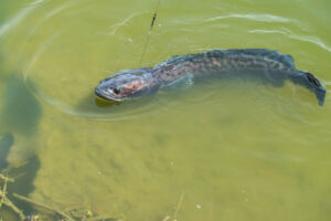 The Alien Invasion of the Snakehead Fish (& How to Catch Them ...