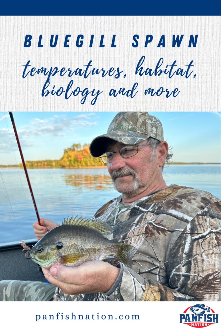 Bluegill Spawn- Temperature, Habitat, Biology and More. • Panfish Nation