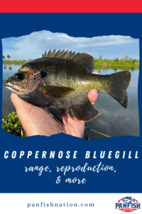Coppernose Bluegill: Range, Reproduction & More! • Panfish Nation