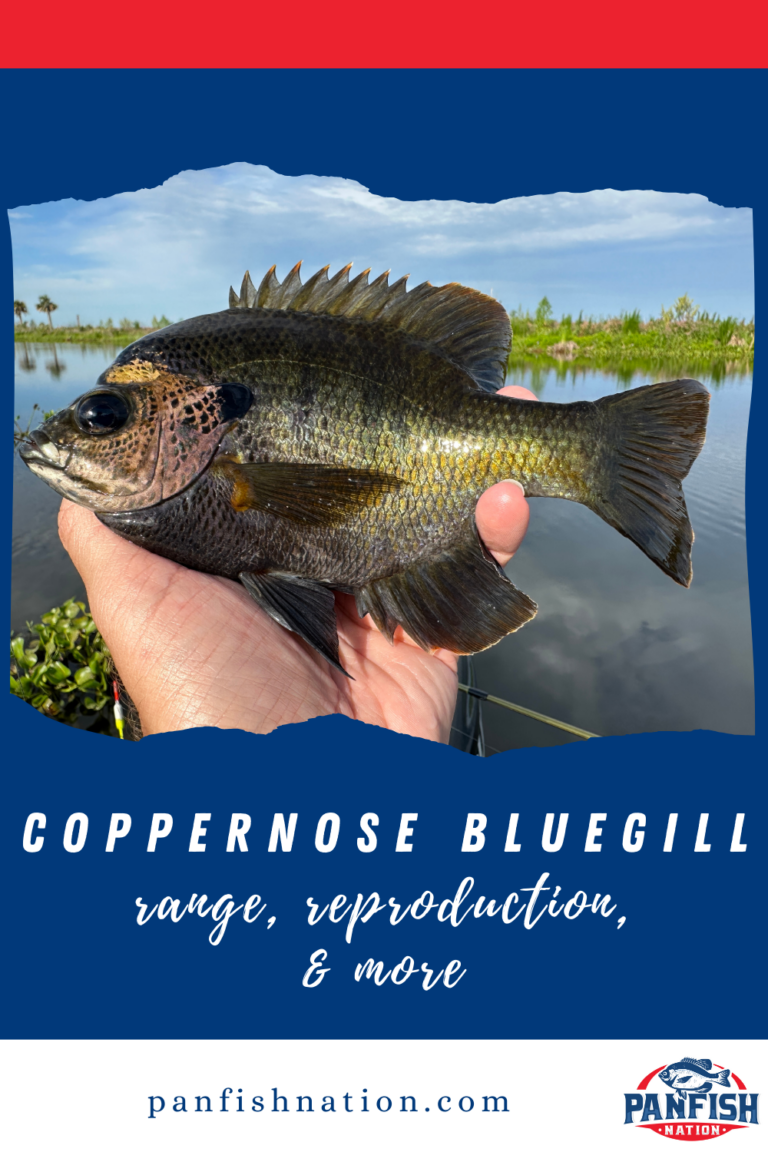 Coppernose Bluegill: Range, Reproduction & More! • Panfish Nation