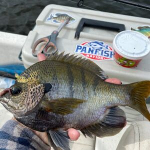 The Top 10 BEST Lures For Bluegill (W/Tips!) • Panfish Nation