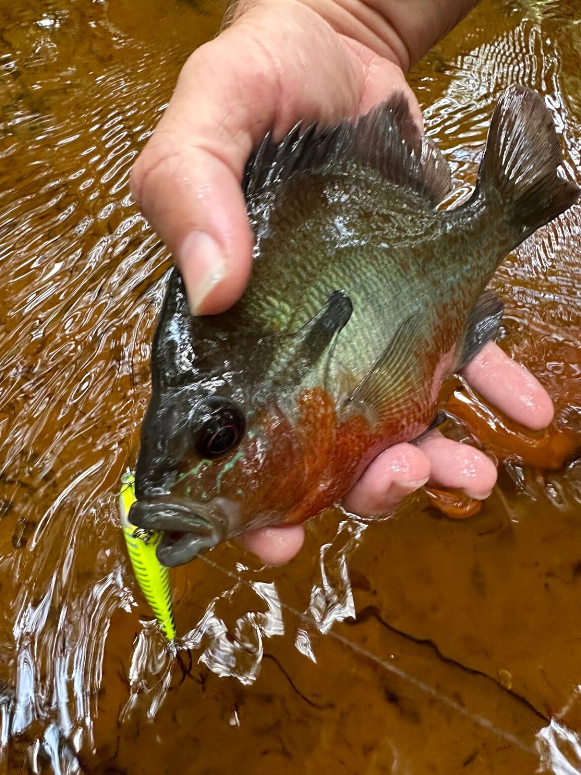 What Size Hooks for Panfish? • Panfish Nation