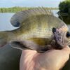 Hybrid Bluegill vs Bluegill: Differences, Explained! • Panfish Nation
