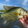 3 Easy Differences Between Black Crappie vs White Crappie • Panfish Nation
