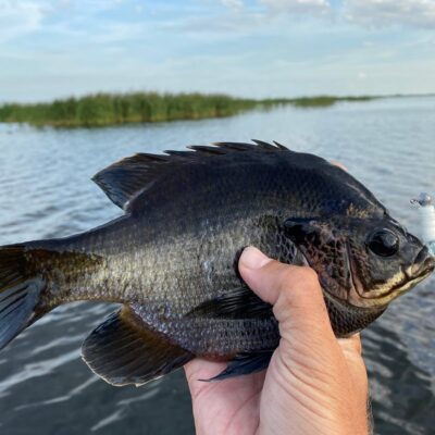 How To Catch Mayan Cichlids - Full Species Guide & Tips • Panfish Nation