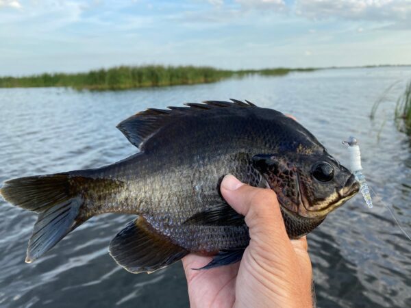 World Record Bluegill (Everything You Need to Know)