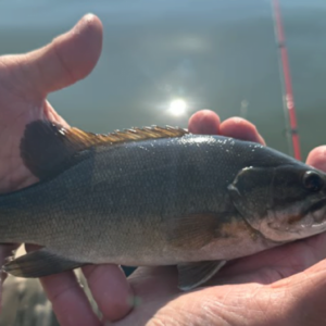 The Top 10 BEST Lures For Bluegill (W/Tips!) • Panfish Nation