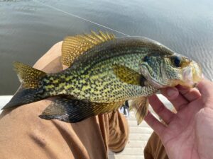 Crazy Facts About the World Record Crappie • Panfish Nation
