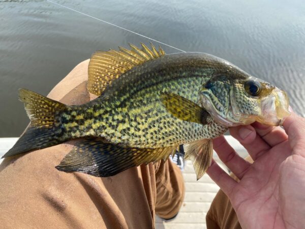 Crazy Facts About the World Record Crappie • Panfish Nation