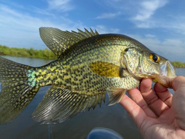 Crazy Facts About the World Record Crappie • Panfish Nation