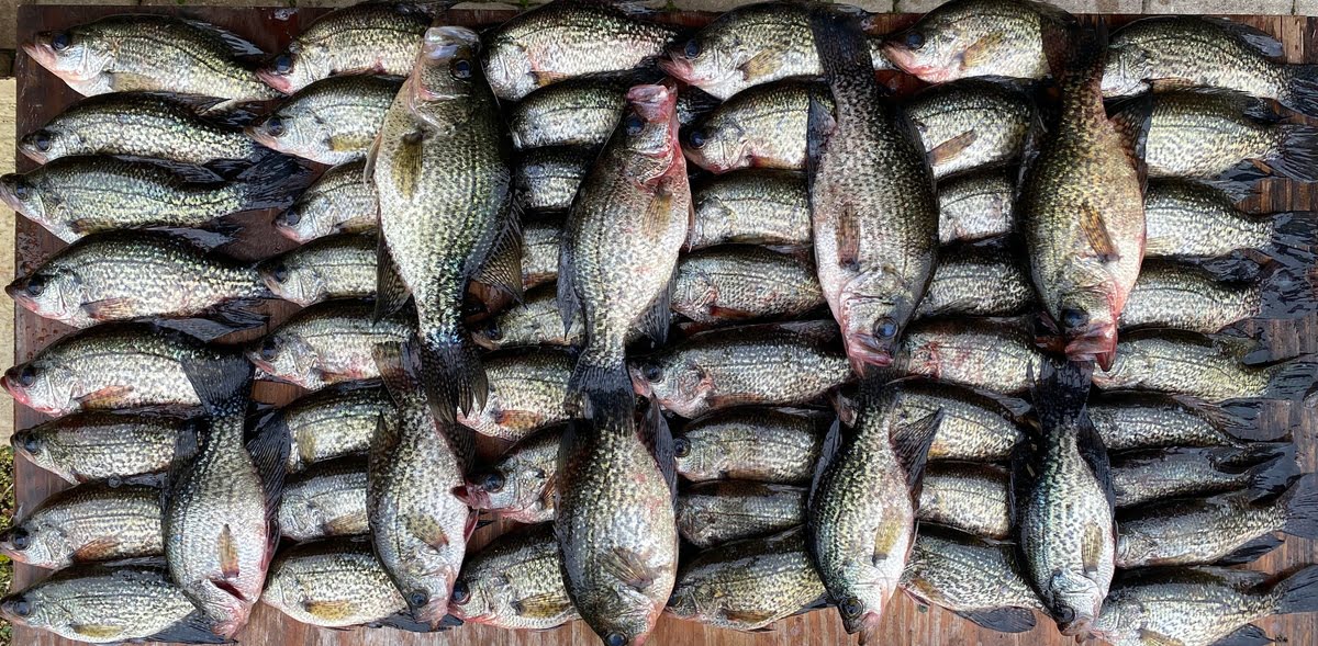 Crazy Facts About the World Record Crappie • Panfish Nation
