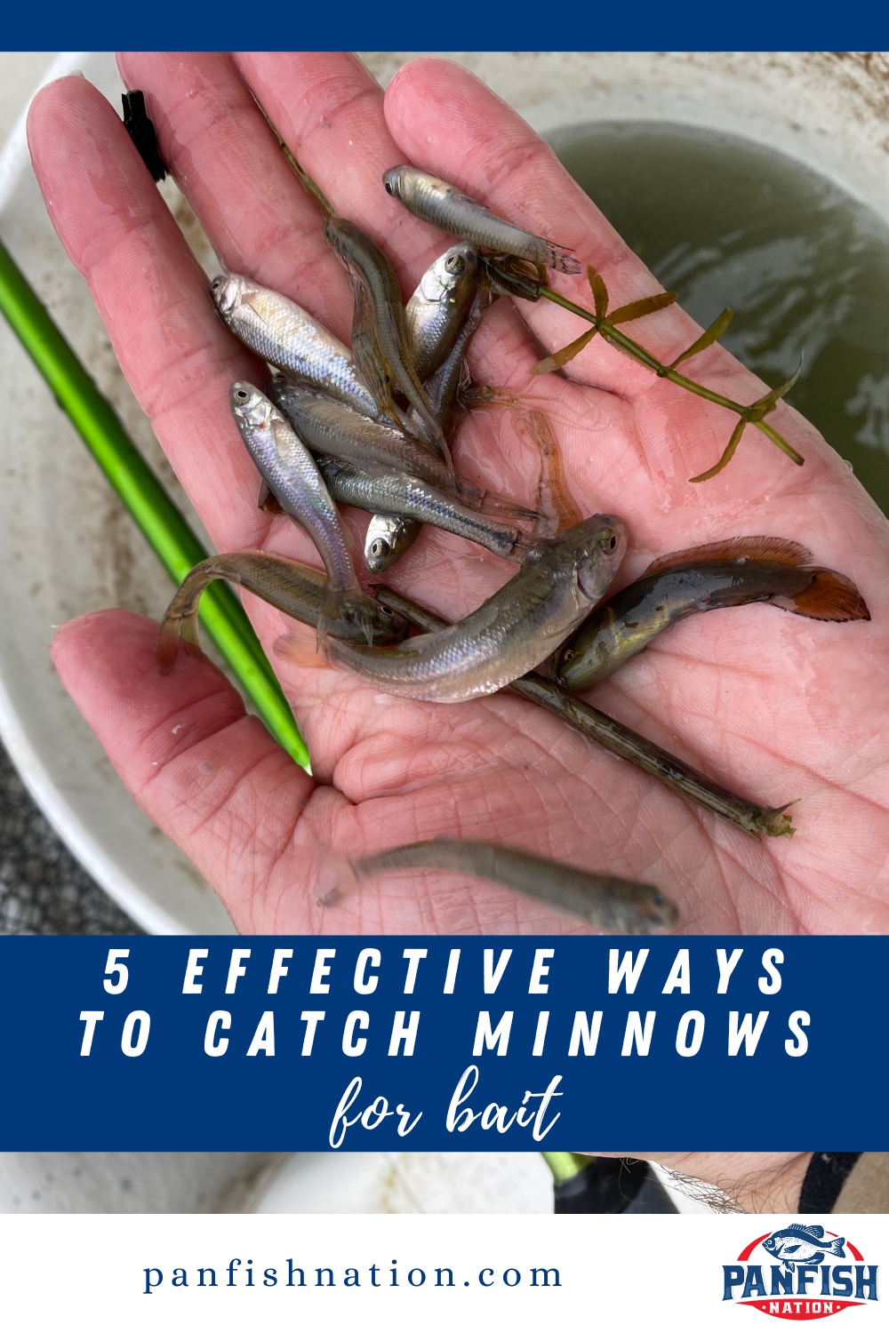 5 Effective Ways To Catch Minnows for Bait • Panfish Nation