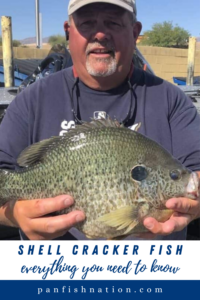 Shell Cracker Fish | Everything You Need To Know • Panfish Nation